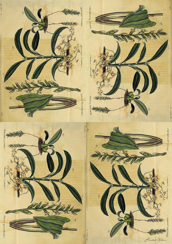 Wrapping Paper - botanical – HendrikWillem
